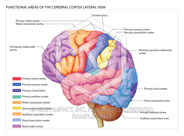 Image 12588_im01: Functional Areas of the Cerebral Cortex Lateral View